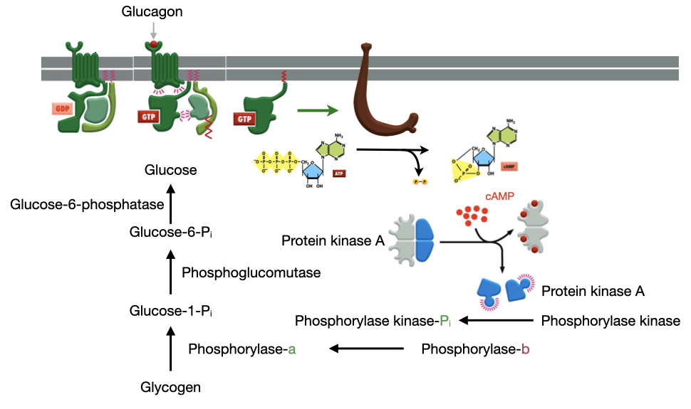 Homeostatic Control Of Blood Glucose Lab