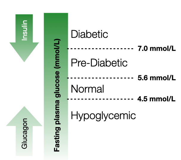 Homeostatic Control Of Blood Glucose Lab