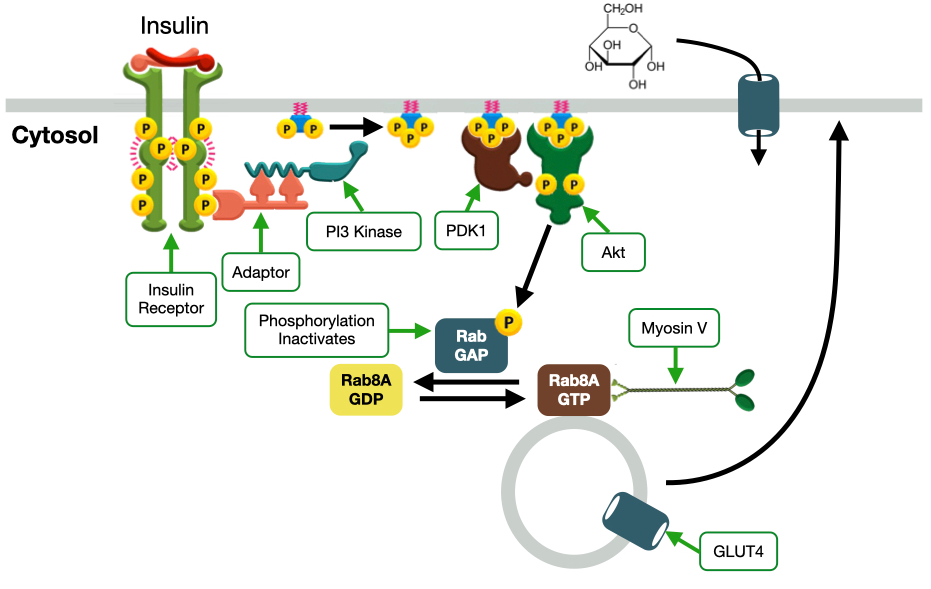 Homeostatic Control Of Blood Glucose Lab